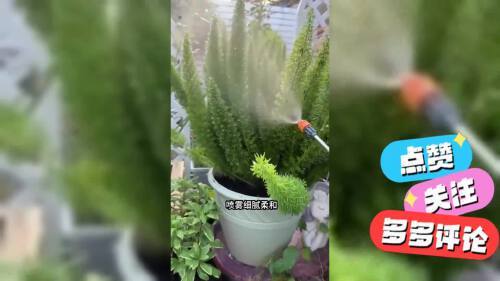 电动喷壶,用来给植物杀菌喷肥,真的太好用了