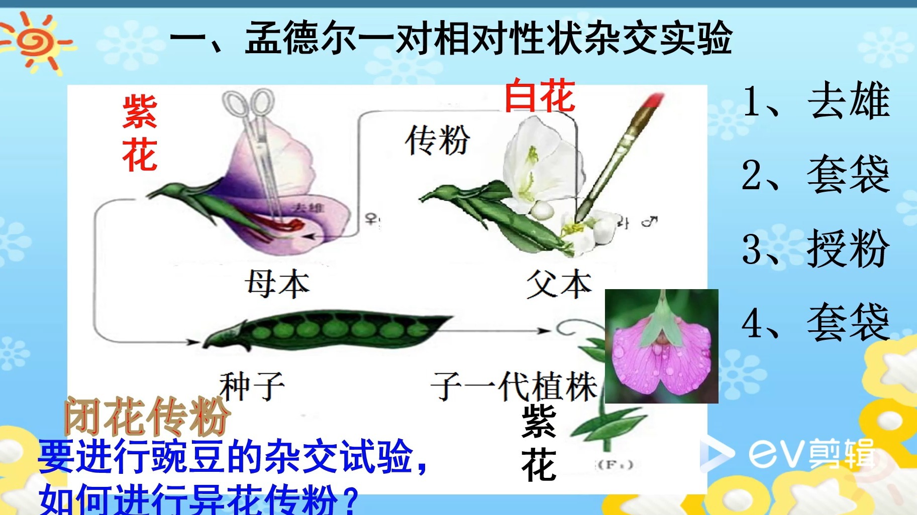 孟德尔分离定律速学版