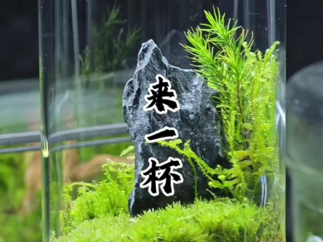 来饮一杯无|苔藓特饮