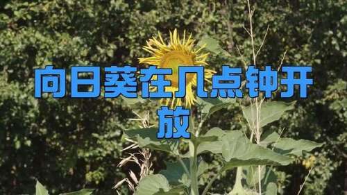 向日葵的绽放时钟:揭秘它在几点为你转身!