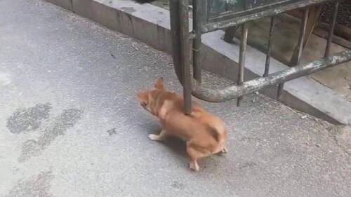 狗狗身上太痒了,跑到邻居家门缝底下蹭,这小狗狗还真会找地方!