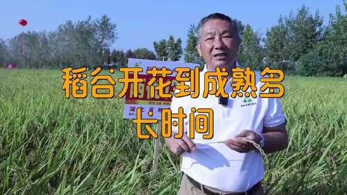 稻谷开花到成熟仅需30天?揭秘黄金生长周期!