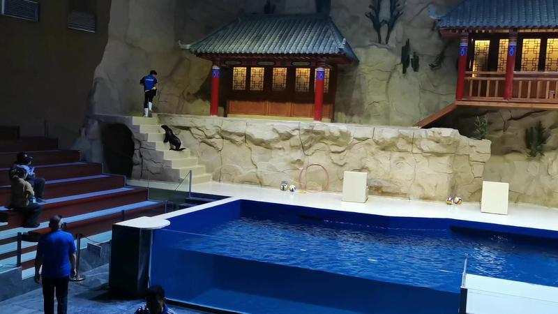 海狮的表演精彩绝伦,从这一点也看出智商之高,人与动物和谐共存