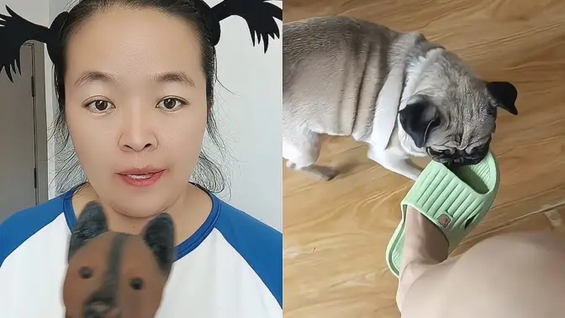 你这个小狗狗怎么老是咬我拖鞋呀