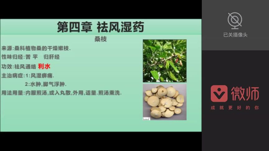 执业中药师专业知识二——桑枝