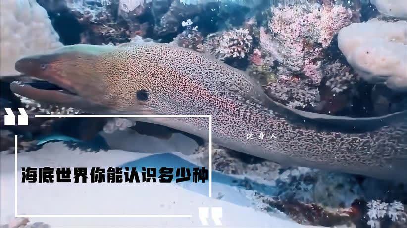 动物世界 海底世界生物这么多 有哪些你是认识的呢
