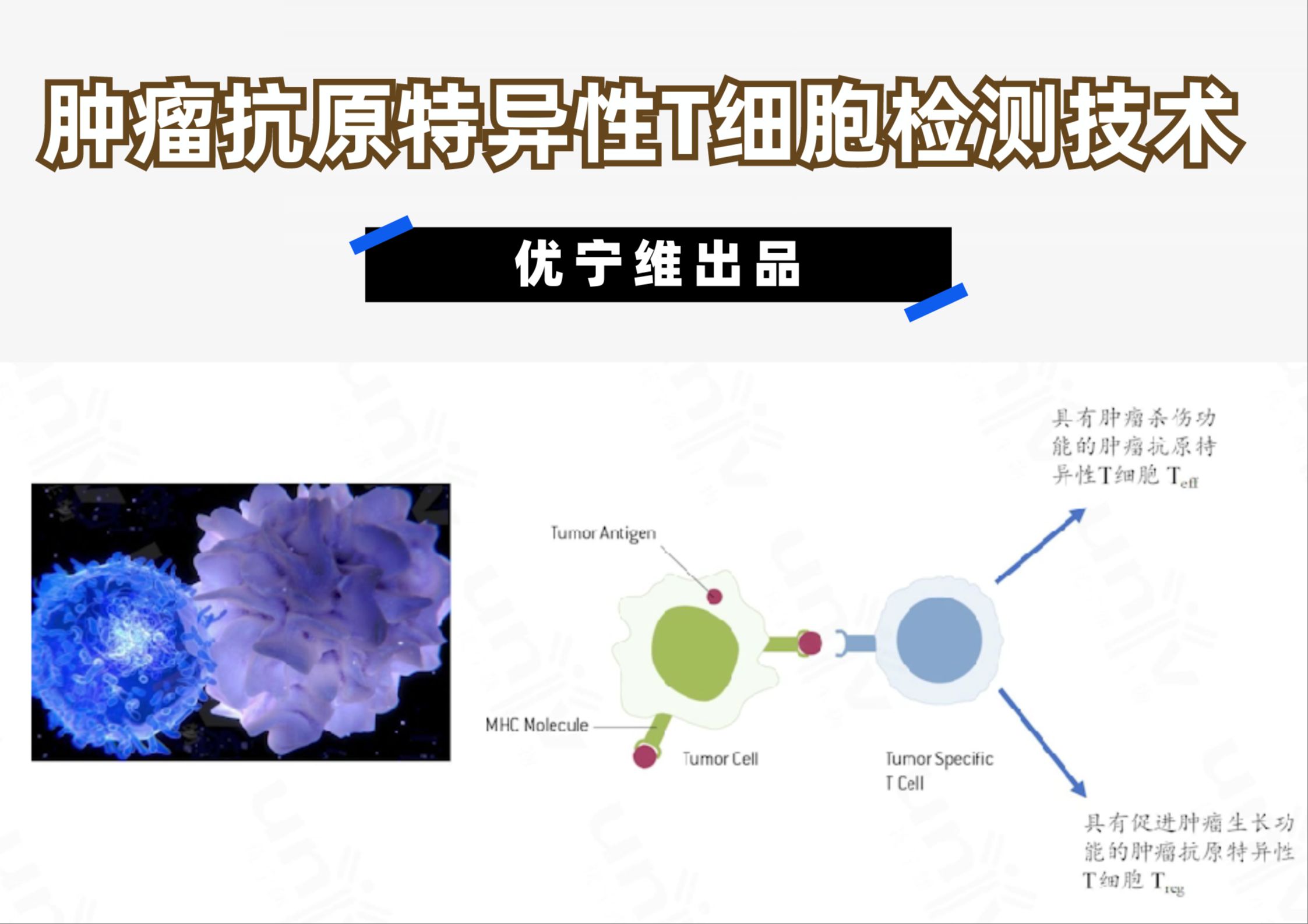 干货分享:肿瘤抗原特异性T细胞检测技术