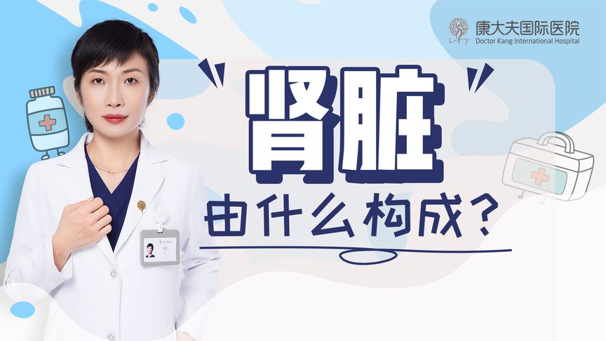 了解肾脏的基础知识:显微镜下的肾脏,由什么构成?