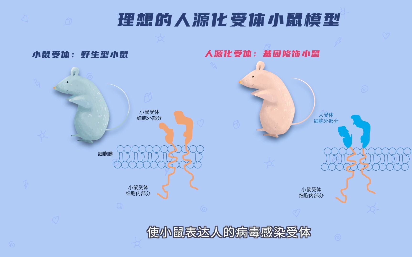 科普大咖说 | 病毒感染受体人源化小鼠模型