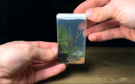 在糖果盒里做一个迷你雨林缸