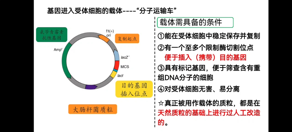 生物一轮复习难点:基因工程中载体与基因表达载体的区别
