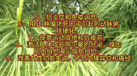 农村的松树针你了解多少