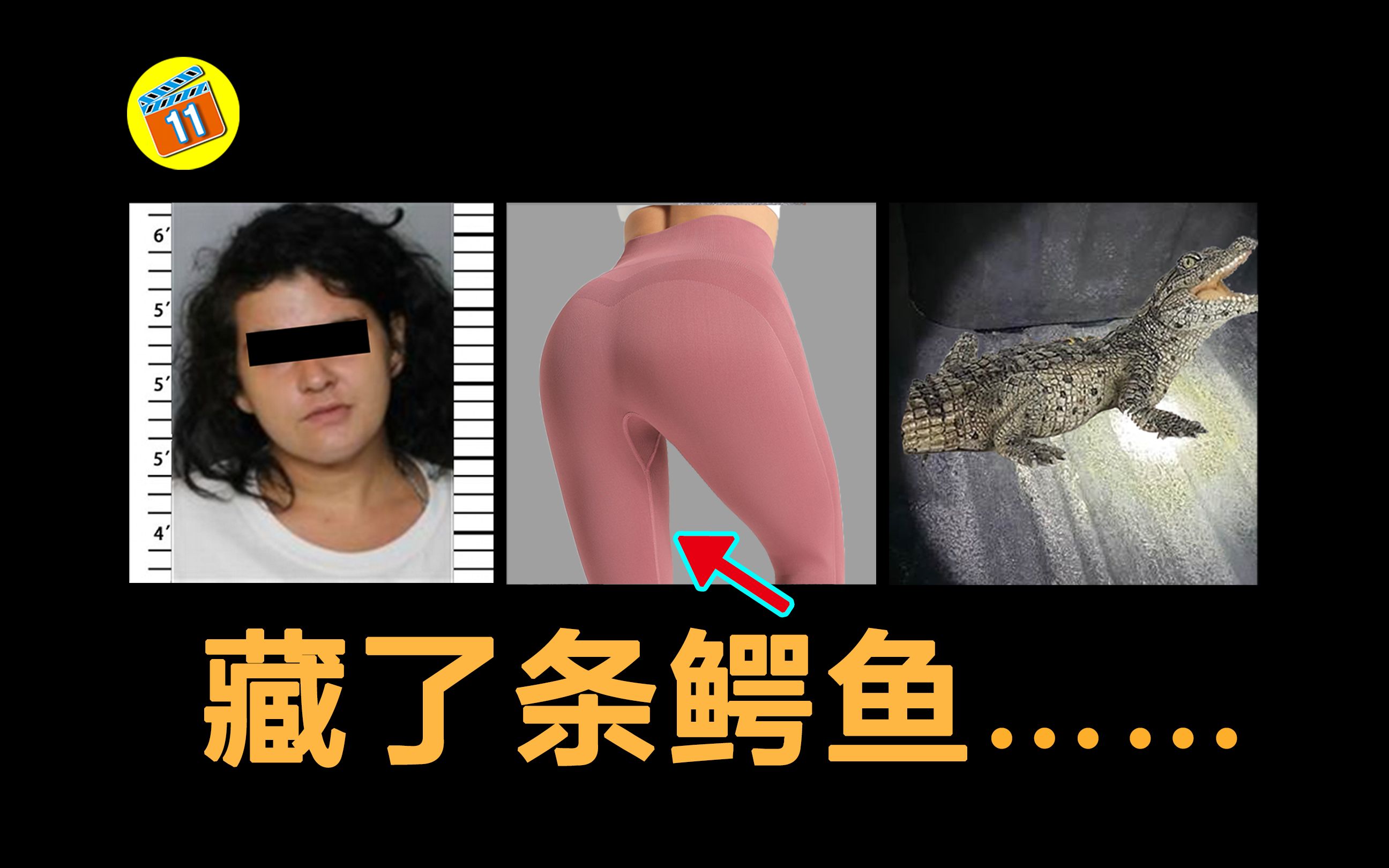 【净风】警察从女子的瑜伽裤里搜出一条鳄鱼!佛罗里达州为什么有...