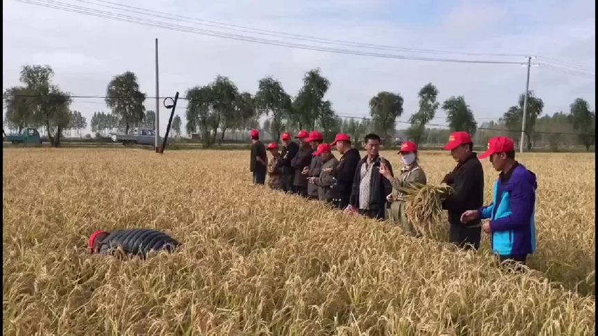 #稿定设计 好不好用了都知道。桦南县水稻测产中#农田风景