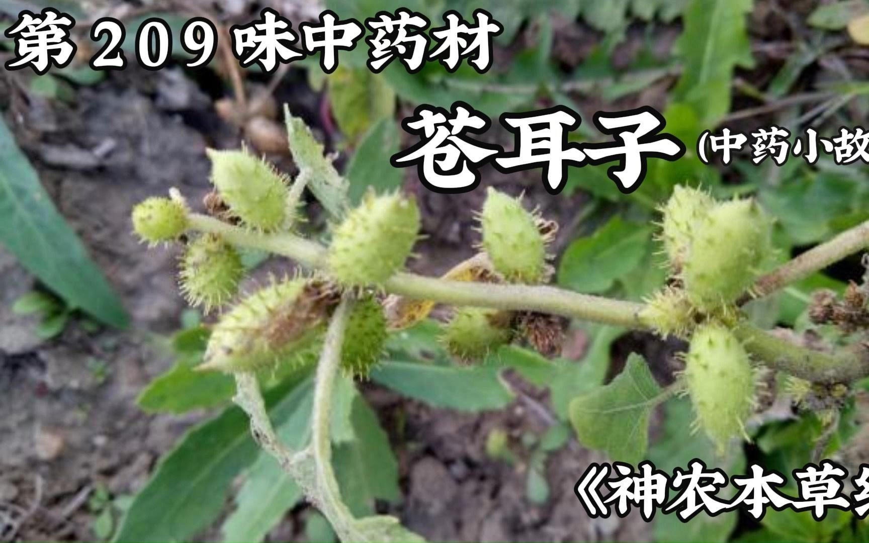 #中医 苍耳子#中草药 今天讲讲苍耳子的故事#倪海厦 #中药材 #中医药...