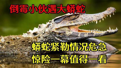 倒霉小伙遇大蟒蛇!蟒蛇紧勒情况危急,惊险一幕值得一看