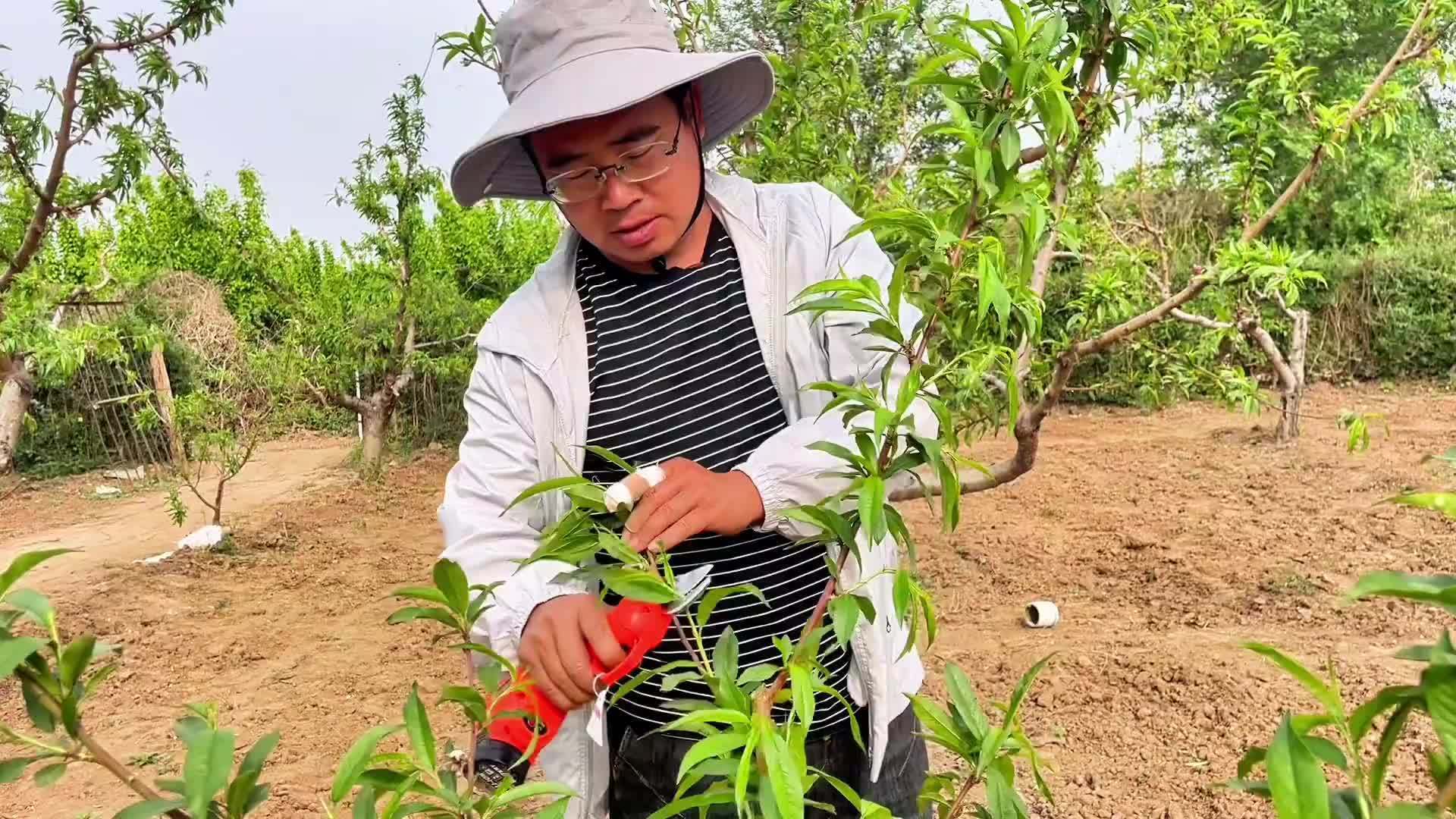 去年嫁接的桃树,如何管理呢?