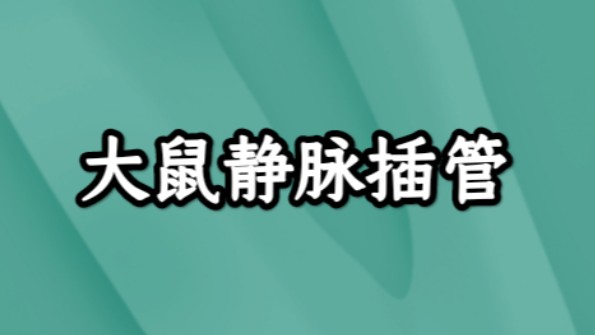 大鼠右颈静脉插管