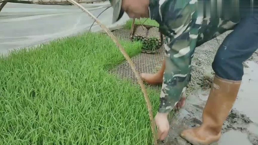 实拍农村早稻抛秧,自从有了抛秧农民种水稻再也不用弯腰驼背了