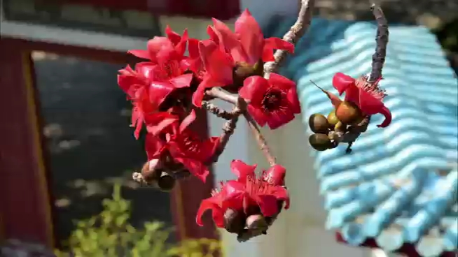 木棉花絮纤维纱线面料由来特征