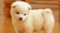 犬瘟热的症状是什么你知道吗