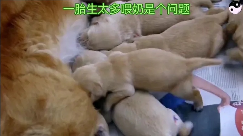 一胎生太多喂奶是个问题,计划生育还是有意义的