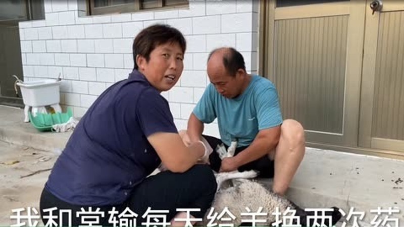 航航小羊受伤,常输和大妮每天消毒换药,伤口有好转既心疼又高兴