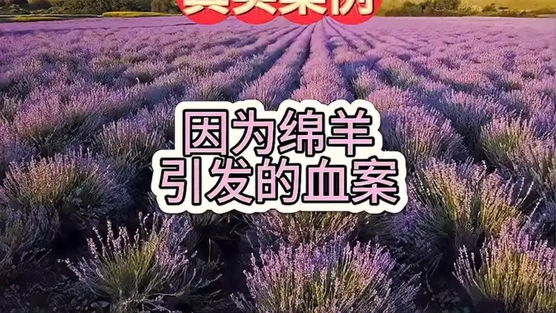真实案例因为绵羊引发得血案