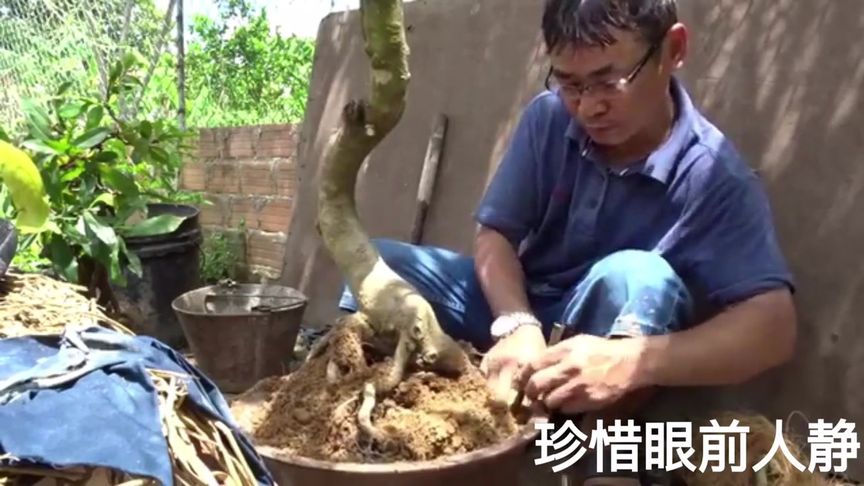 芒果树桩盆景翻盆修剪,师傅教你制作高提根造型,铝线蟠扎造型!