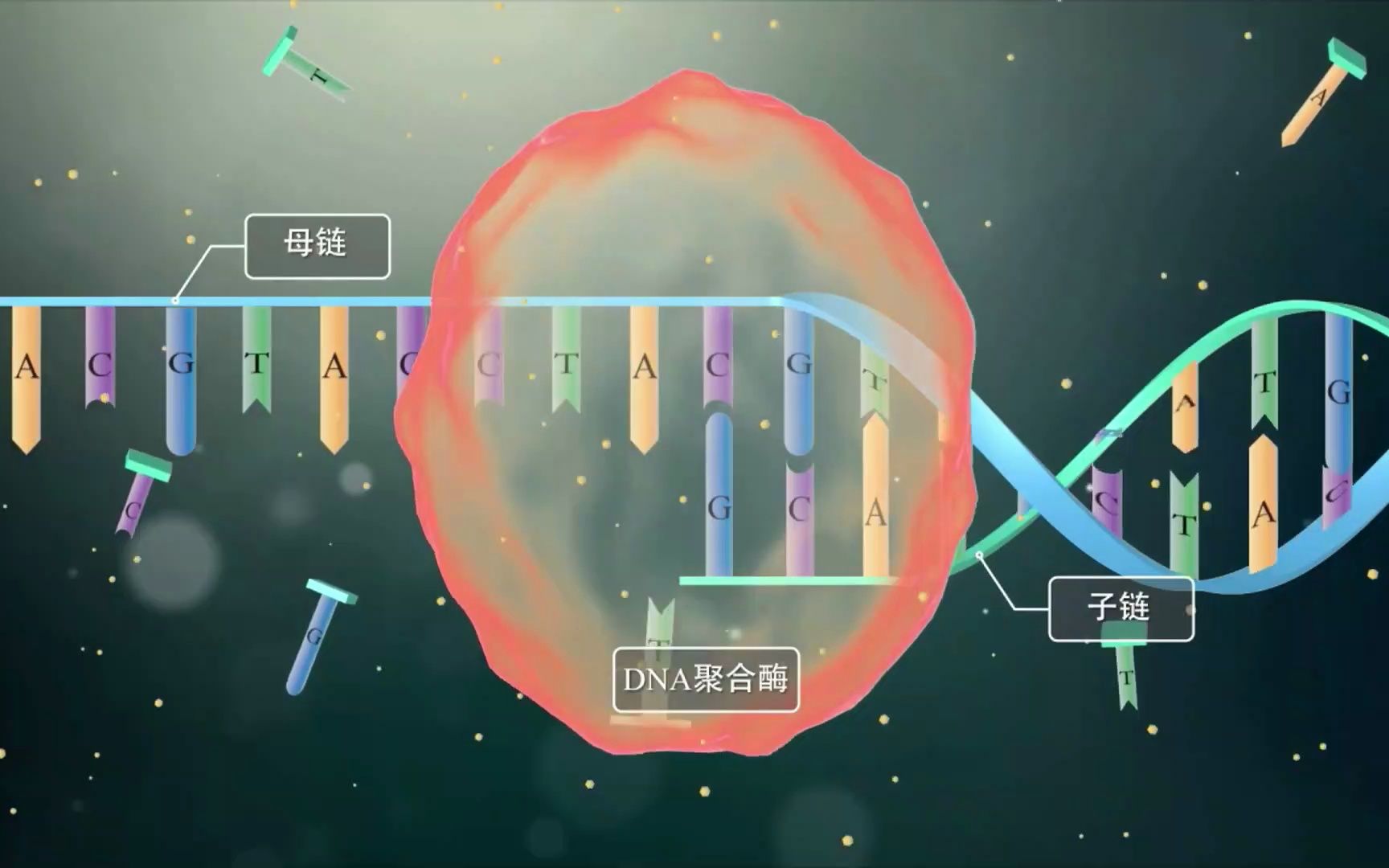 3.3.2-DNA半保留复制的过程-2min