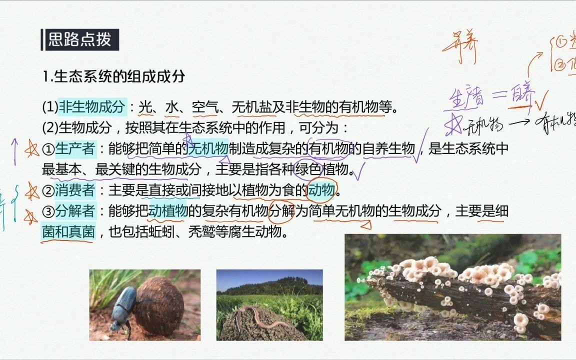 生态系统的组成成分