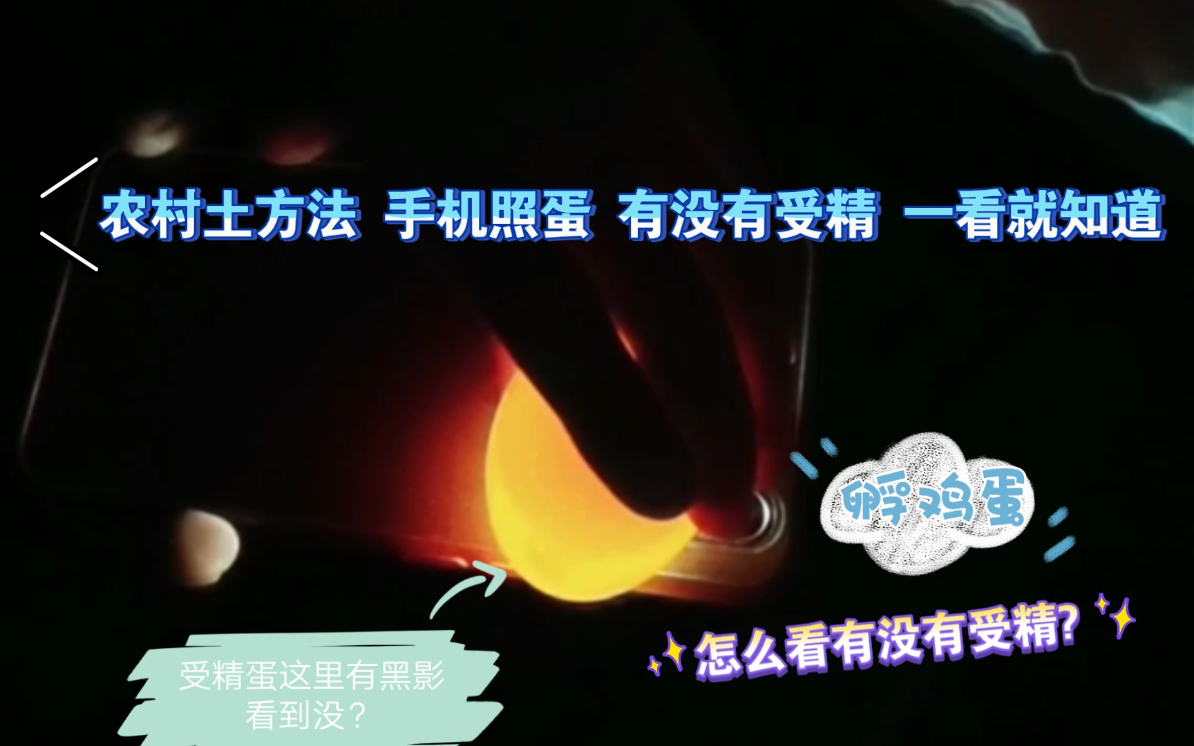 农村土方法,用手机就可以照鸡蛋,一看一个准,有没有受精提前检查一下...