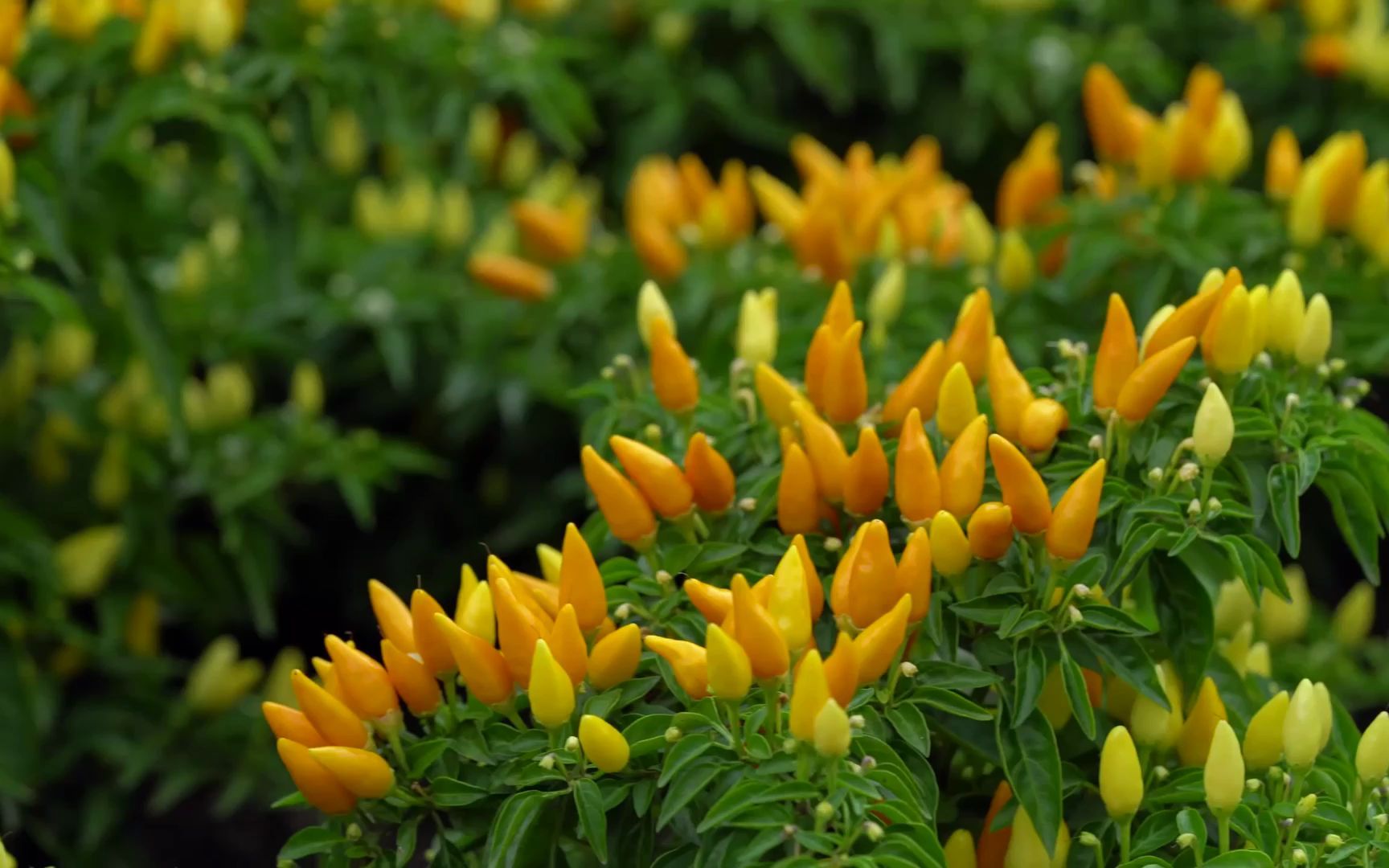 ...画质唯美鸟语花香森林春天鲜花开放蜜蜂蝴蝶昆虫花园野外森林LED...