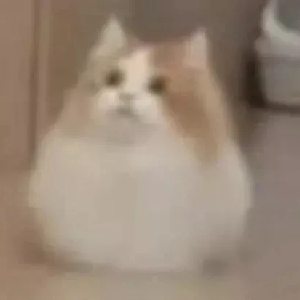 蠢喵书屋 