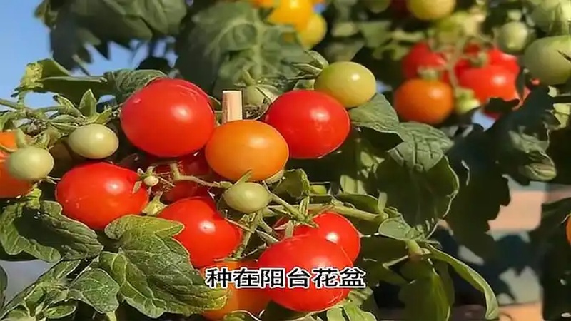 矮生番茄风味甜美,种植也很简单,观赏美食两不误