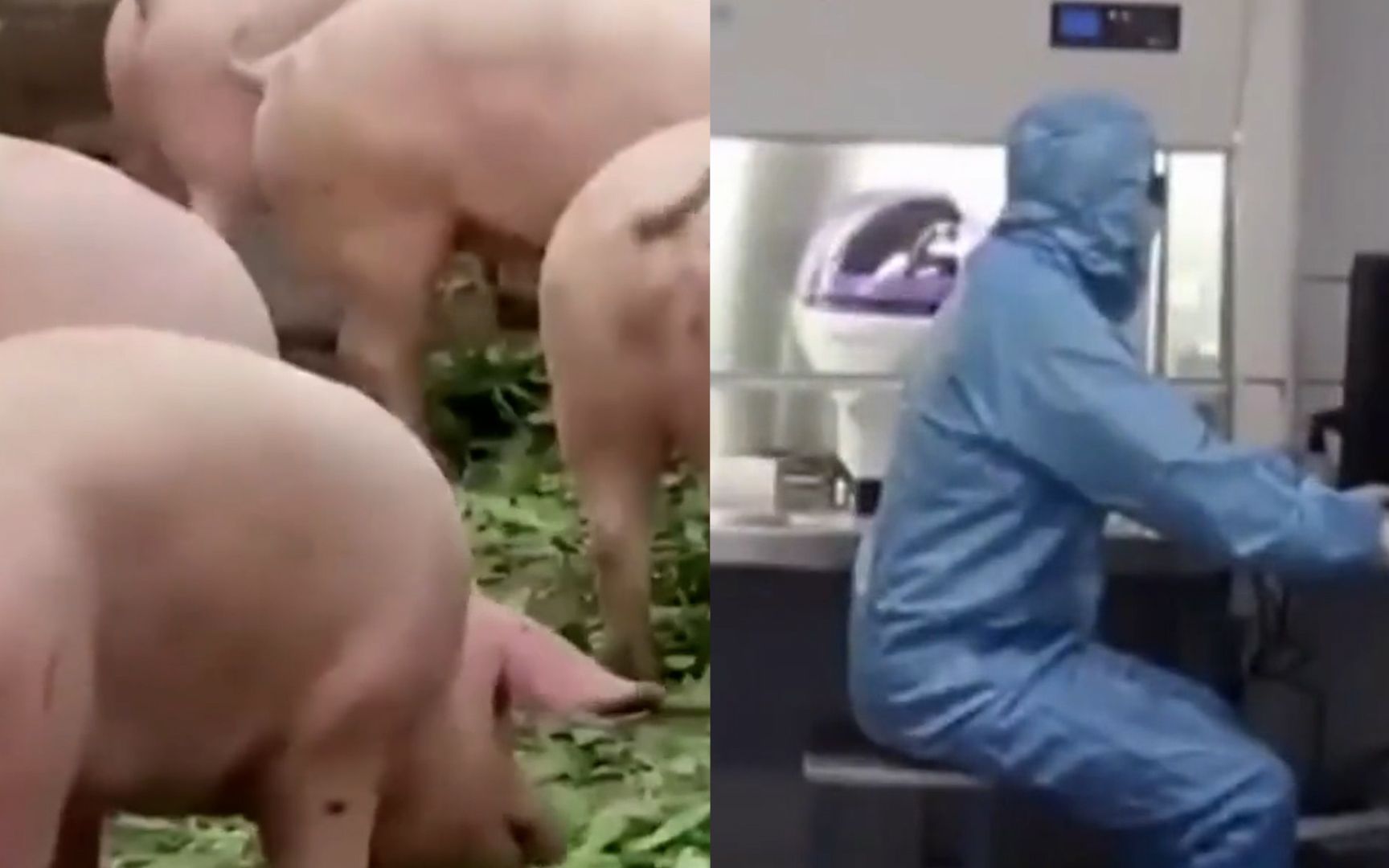 新型猪流感病毒:具有人畜共患病传播的可能性,可能引发大流行病