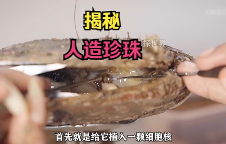 你知道人造珍珠是如何培育的吗?