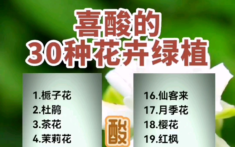 酸性土植物 喜酸植物 #喜酸的30种花卉绿植 :栀子花.杜鹃.茶花.茉莉花....