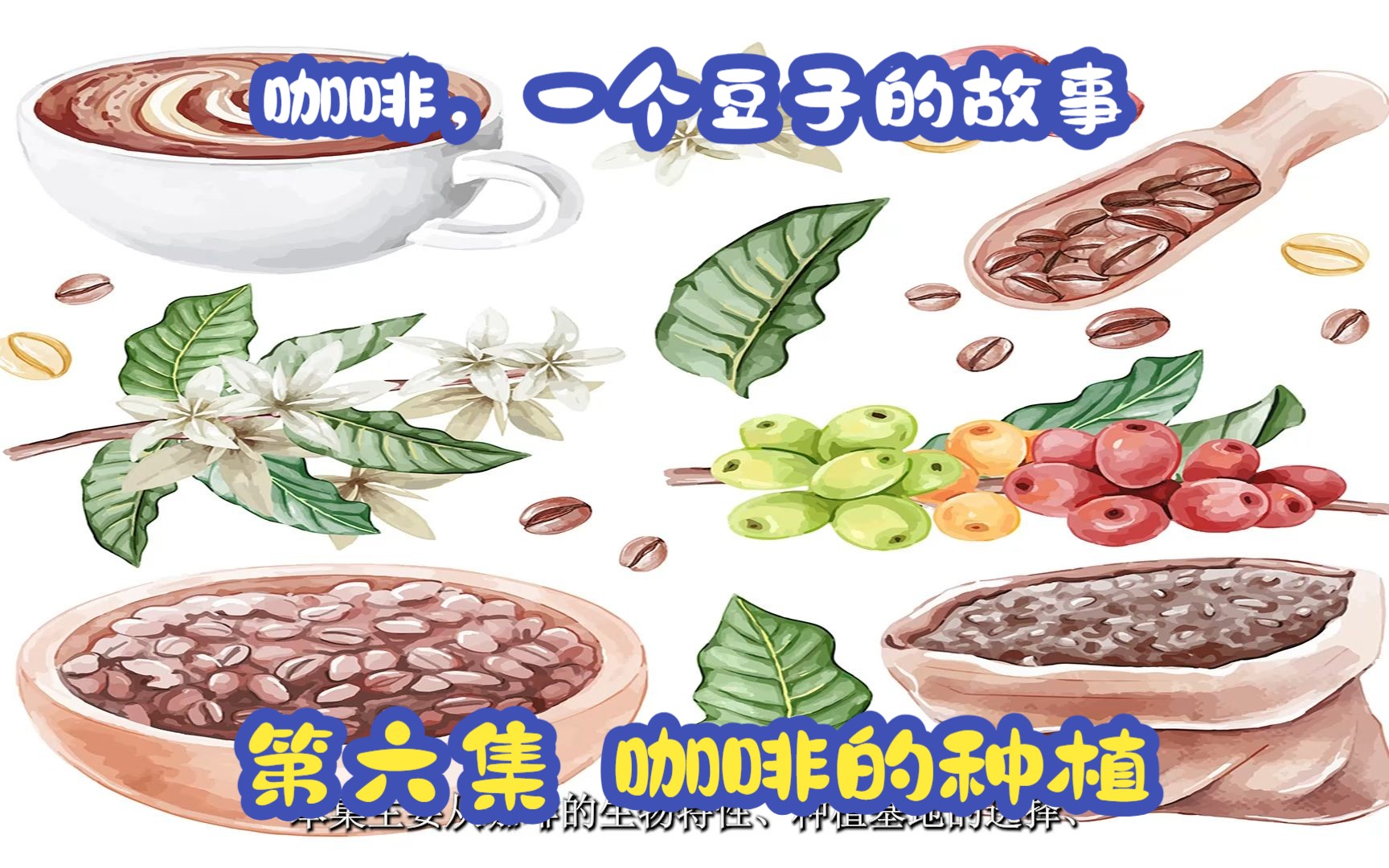 咖啡,一个豆子的故事 第六集咖啡的种植