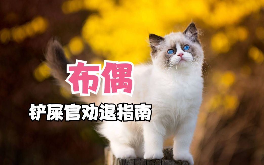 第36期|布偶颜值爆表,智商感人?为啥价格这么贵?养了他就像养了条狗?