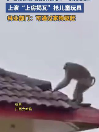 ...造成粮食损失。村干部赵先生表示,秋季猴群泛滥,破坏农作物,有时...