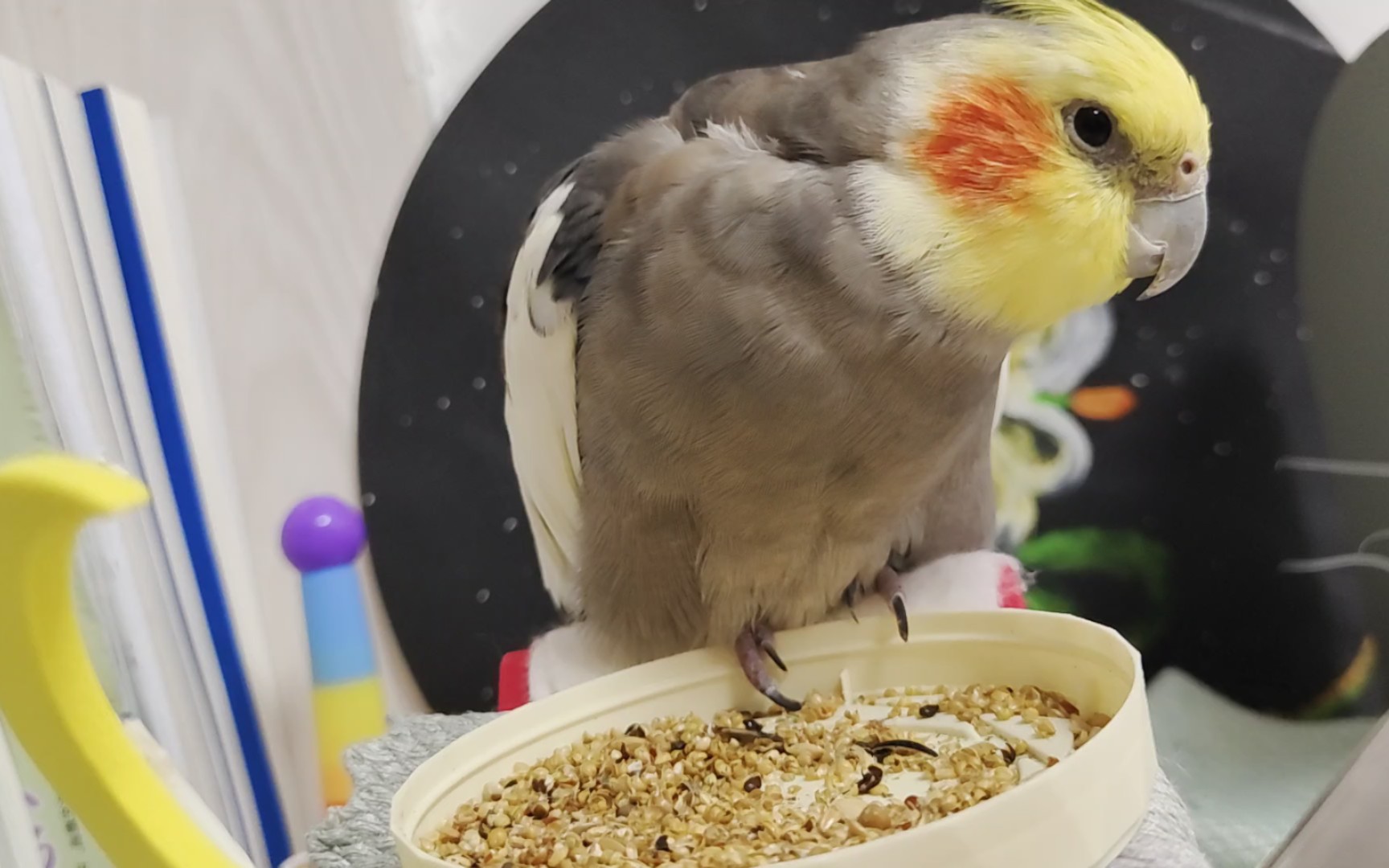 大大胸鸡咕咕咕