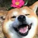 学生化的秃哥哥 