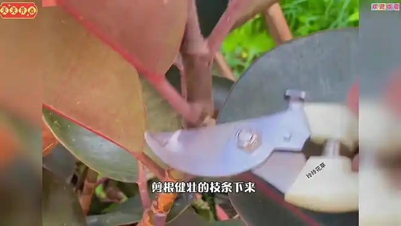 橡皮树扦插掌握技巧,长根冒芽的速度显著提升