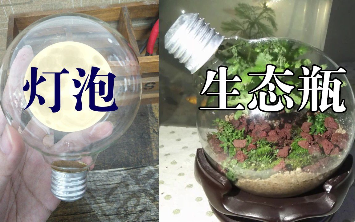 废旧灯泡不要扔,做成超美生态瓶!超简单(妈见打)的制作过程~