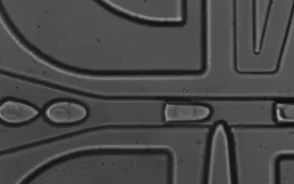 Picoinjection微注入:使用 VASA-seq 在单细胞中进行高通量总 RNA 测序