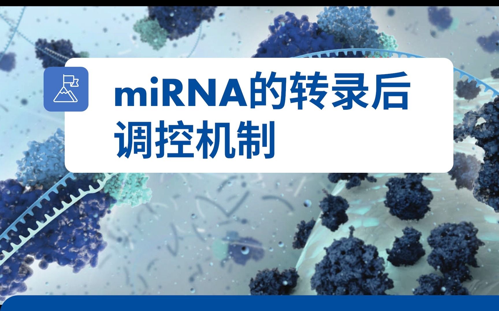 miRNA的转录后调控机制