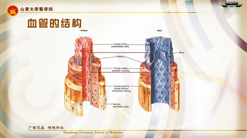 医学生理学:5.1.1心血管活动调节—血管生理(一)