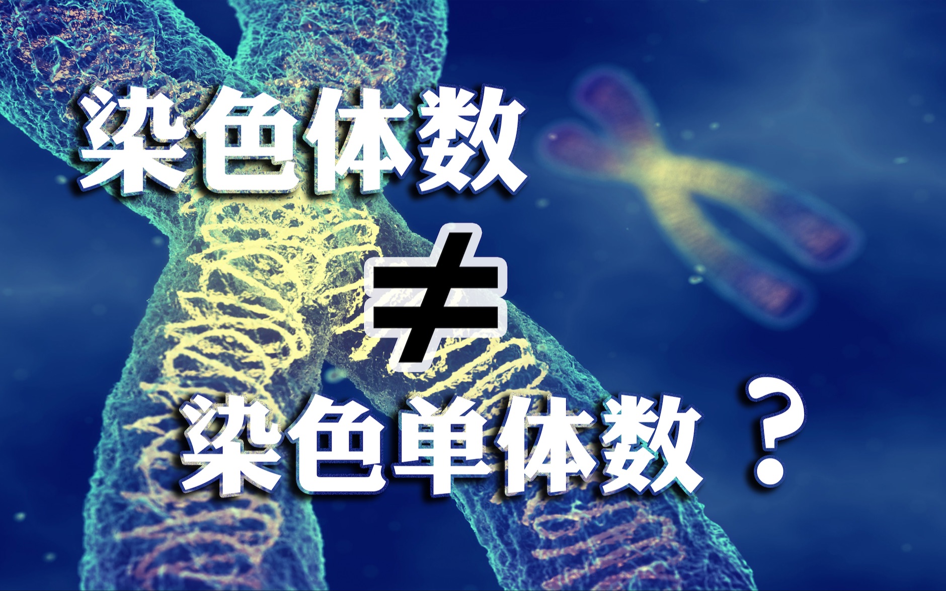 DNA分子数目与染色单体数目