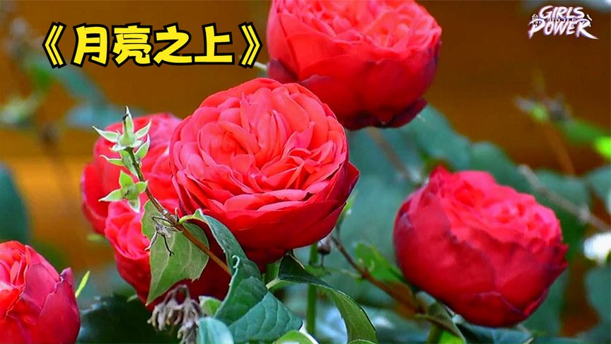 经典网络歌曲《月亮之上》